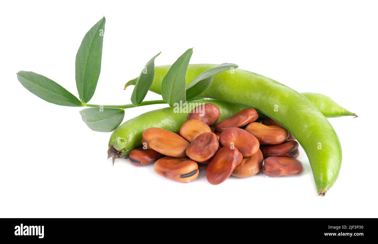 Fresh broad beans in pods with green leaf, isolated on white background ...