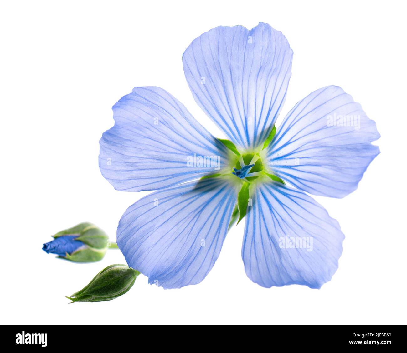 Flax flowers isolated on white background. Blue common flax, linseed or ...