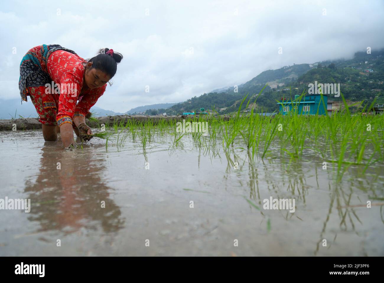 Kathmandu, Nepal. 29th June, 2022. Nepali farmers transplant paddy ...