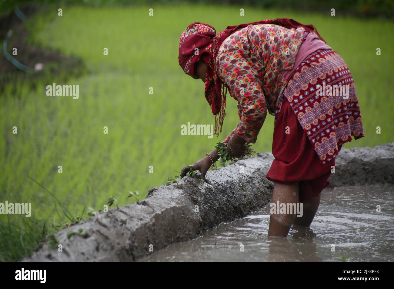 Kathmandu, Nepal. 29th June, 2022. Nepali farmers transplant paddy ...
