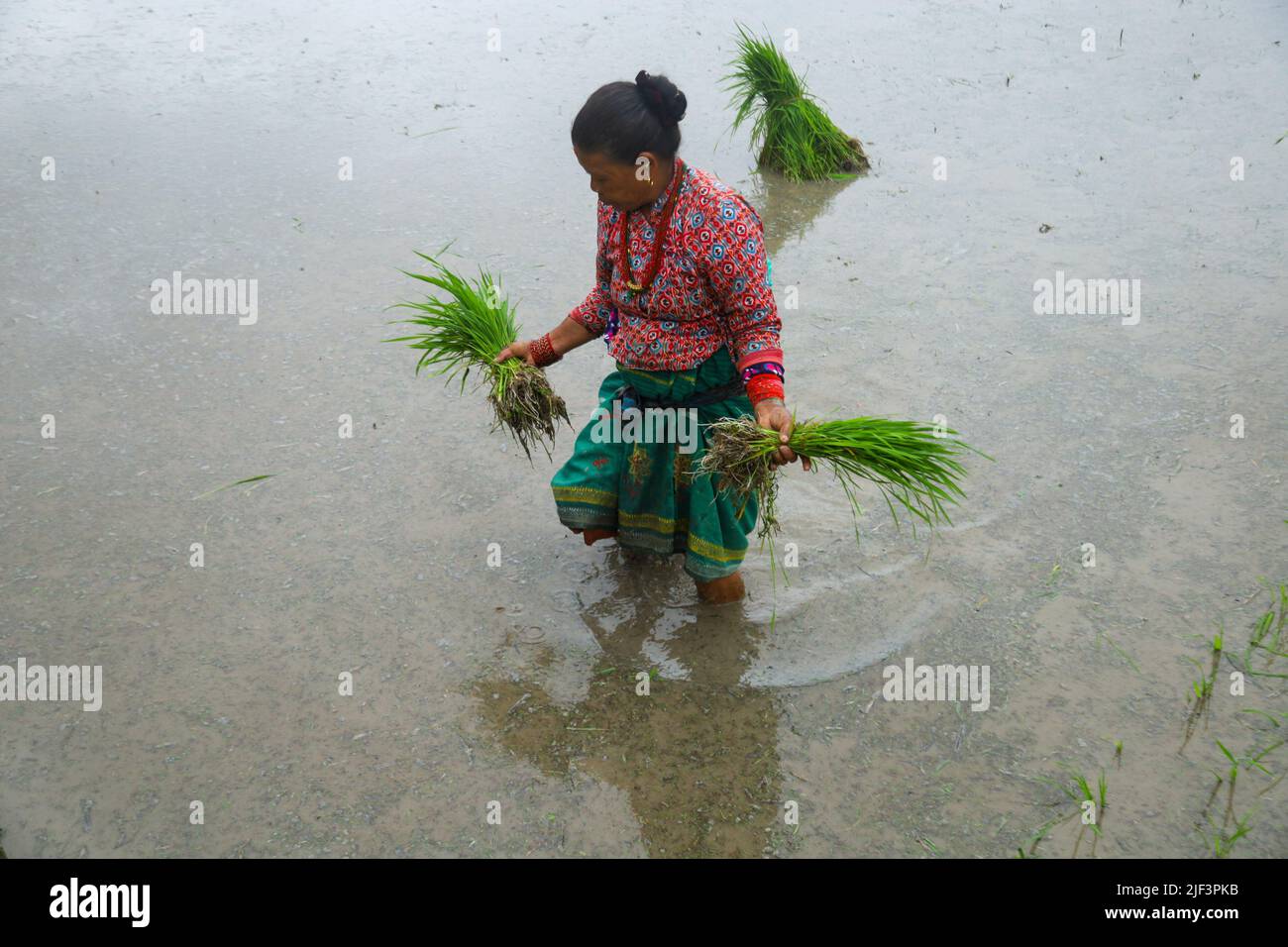 Kathmandu, Nepal. 29th June, 2022. Nepali farmers transplant paddy ...