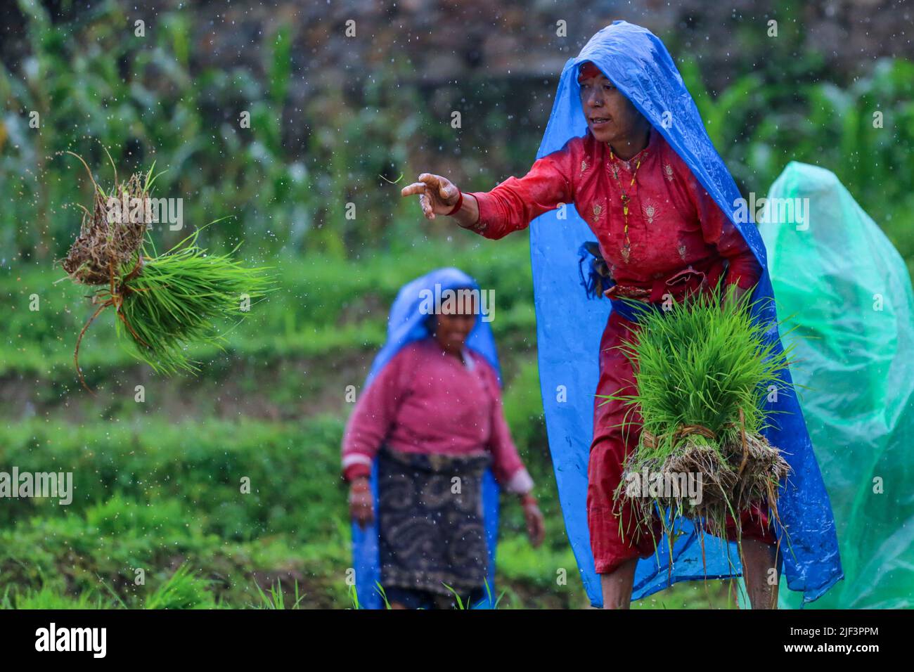 On June.29,2022 in Lalitpur, Nepal. Farmer working in paddy field ...