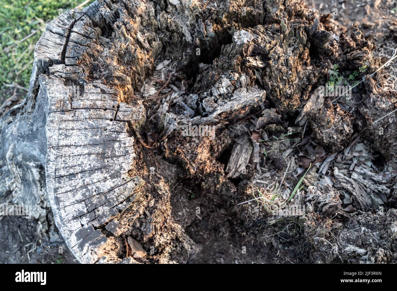 Old rotting tree stump showing age and decay from many years Stock ...