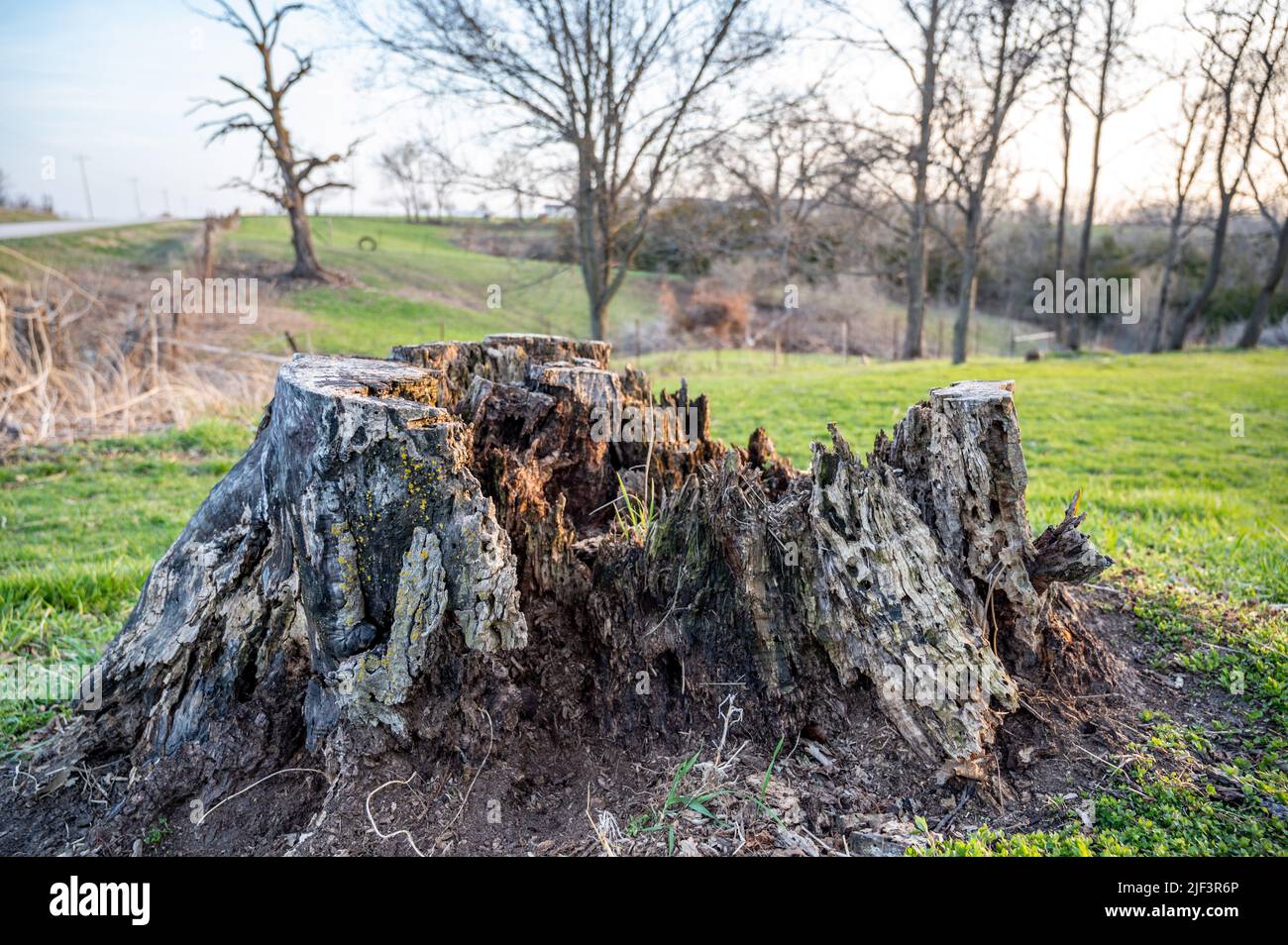 Old rotting tree stump showing age and decay from many years Stock ...