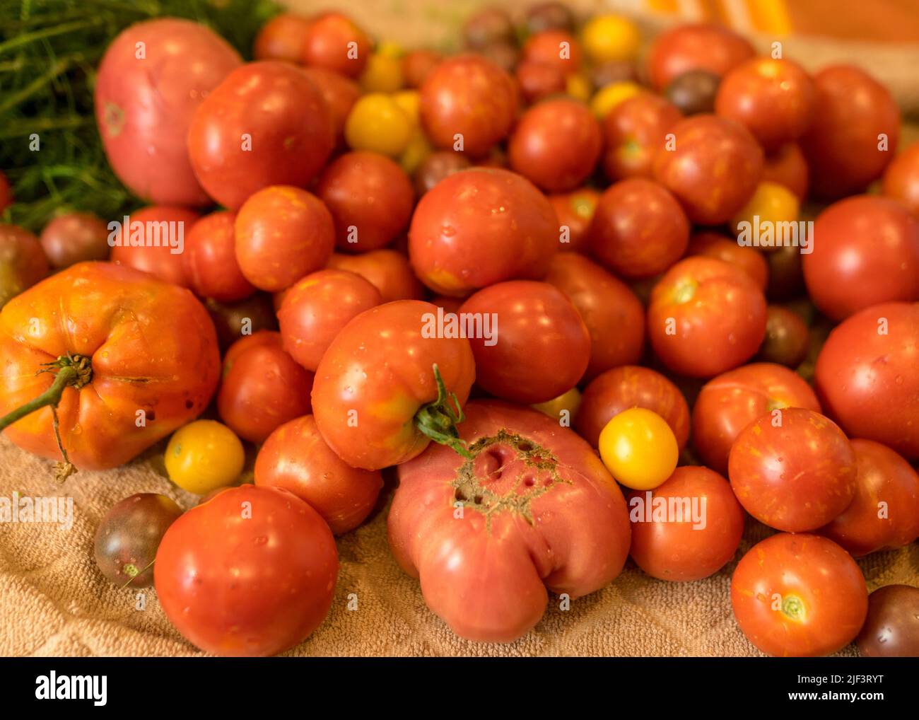 tomatoes of different shapes, colors and sizes, harvest time, summer ...