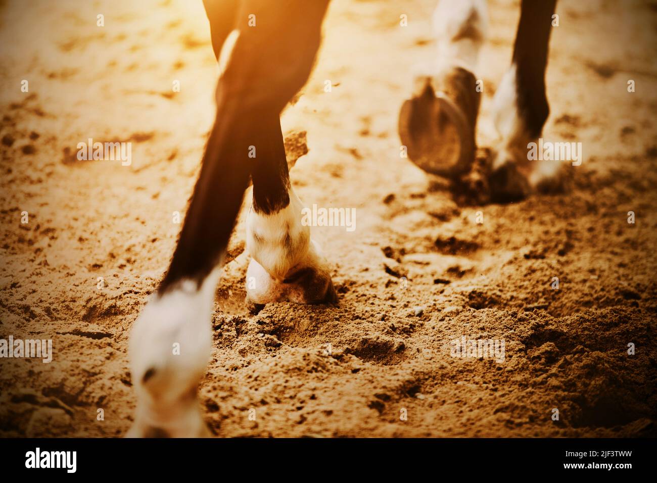 The legs of a beautiful horse stepping with shod hooves on the sand on ...