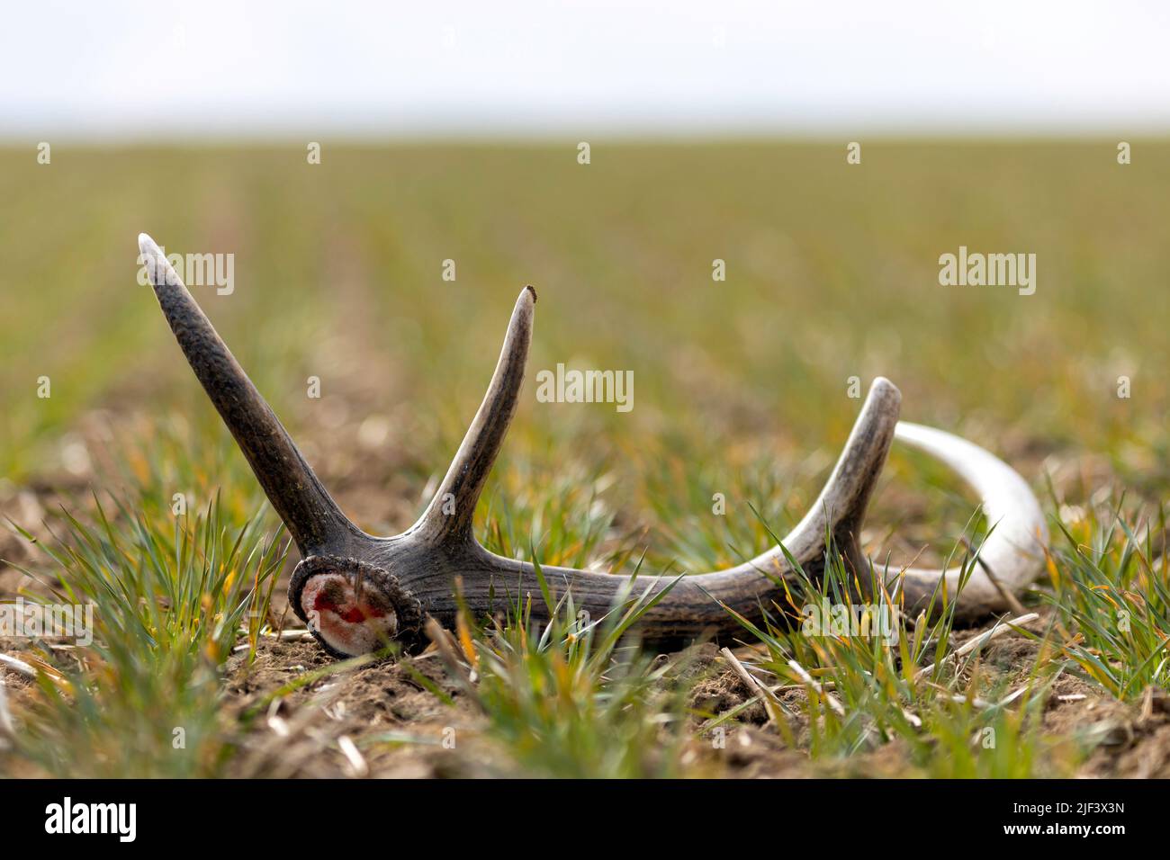 Falling antler hi-res stock photography and images - Alamy