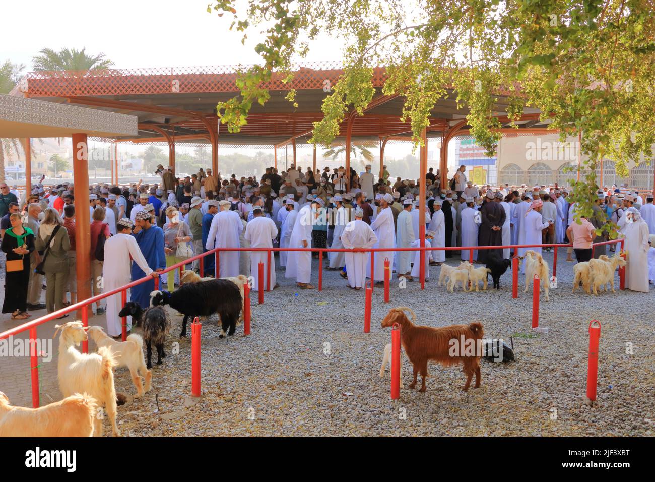 Nizwa, Oman, December 2015: omani men at the Nizwa goat market Stock ...
