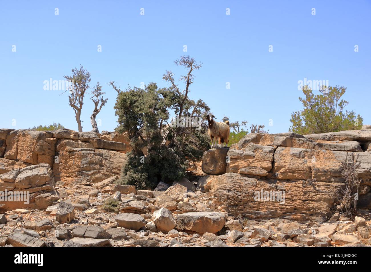 Goat in Jebel Shams Mountains, Oman Stock Photo - Alamy