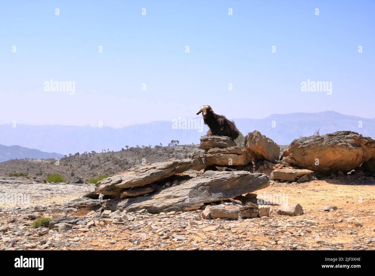 Goat in Jebel Shams Mountains, Oman Stock Photo - Alamy