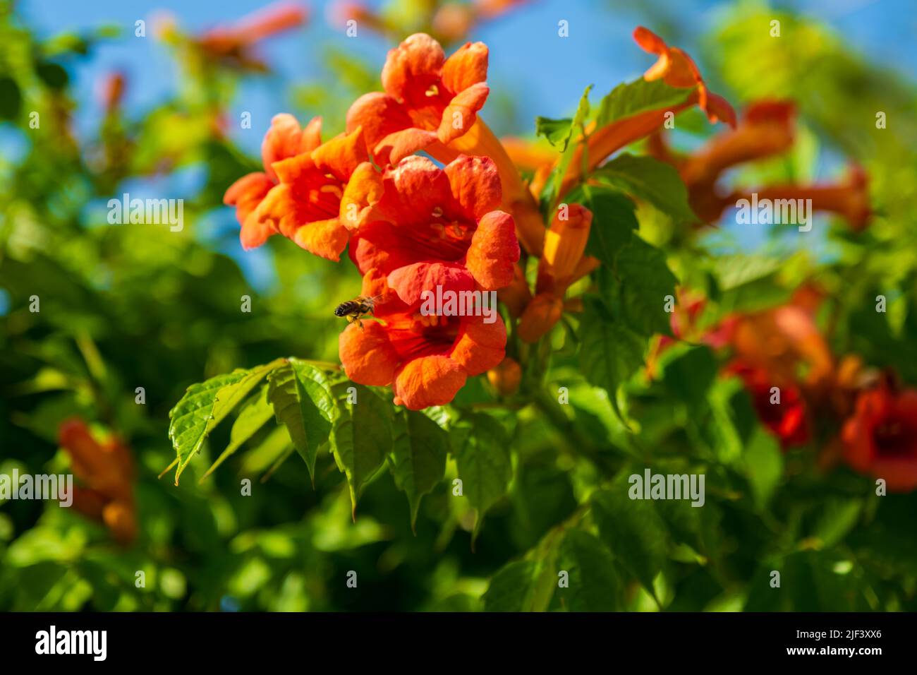 Honey bee on the Trumpet Vine Flower. Beautiful red flowers of the ...
