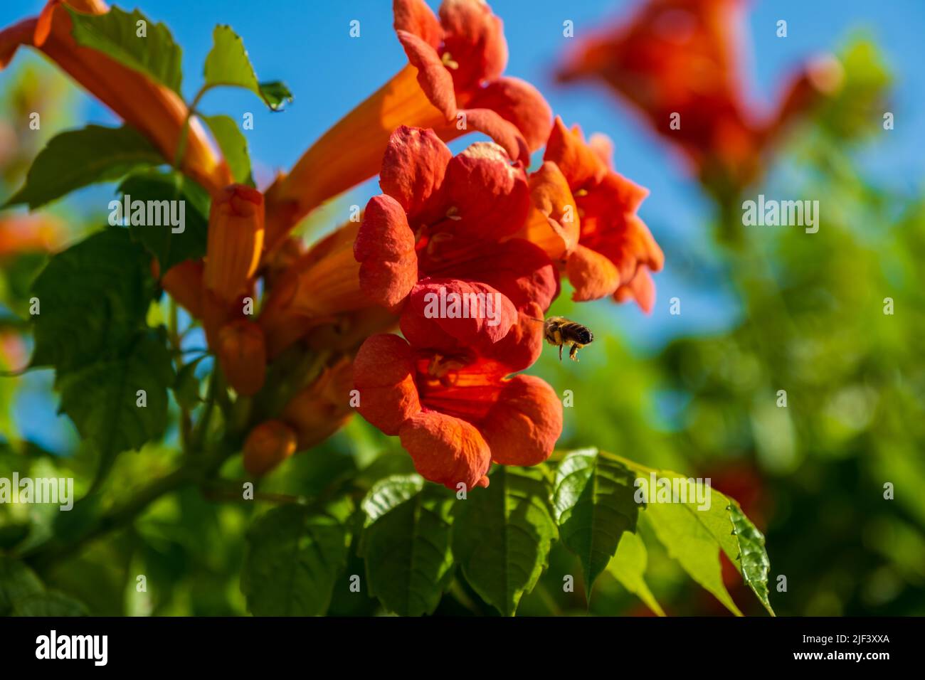 Honey bee on the Trumpet Vine Flower. Beautiful red flowers of the ...
