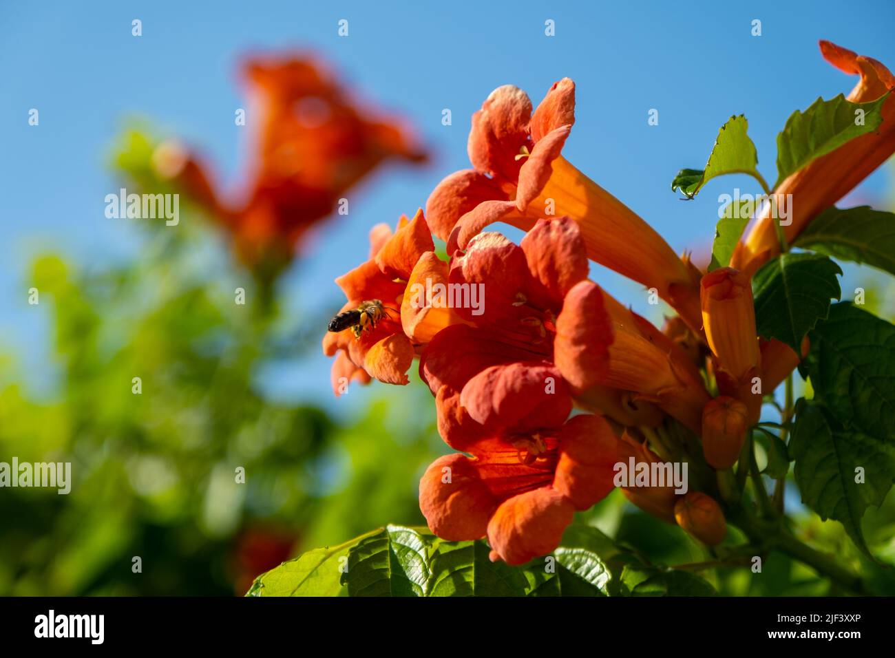 Honey bee on the Trumpet Vine Flower. Beautiful red flowers of the ...