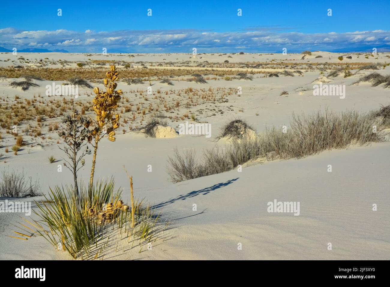 Drought-resistant desert plants and Yucca plants growing in White Sands ...
