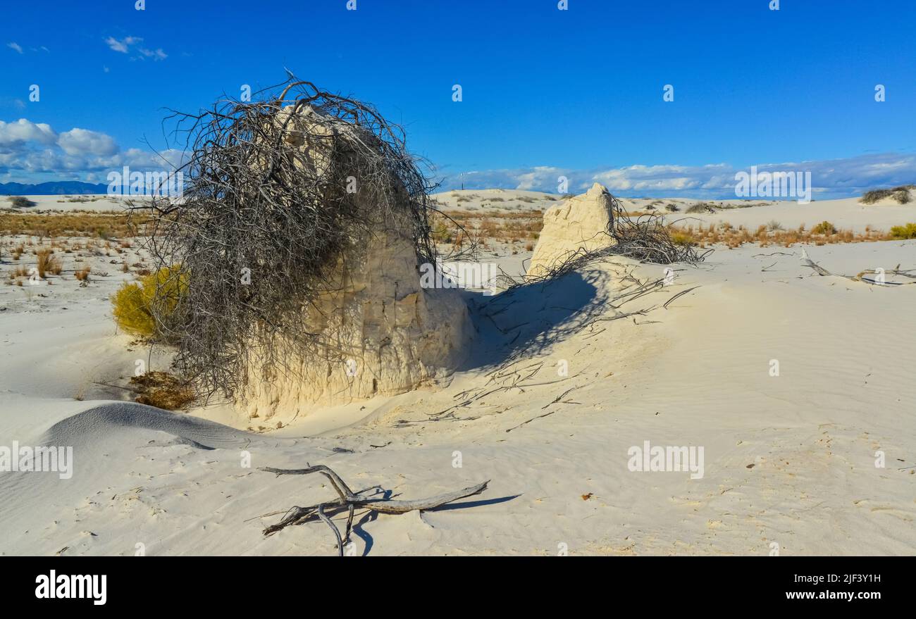 Desert landscape of gypsum dunes, plant roots pinned sand at White ...