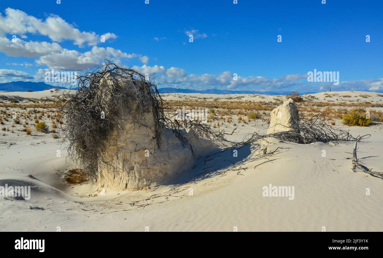 Desert landscape of gypsum dunes, plant roots pinned sand at White ...