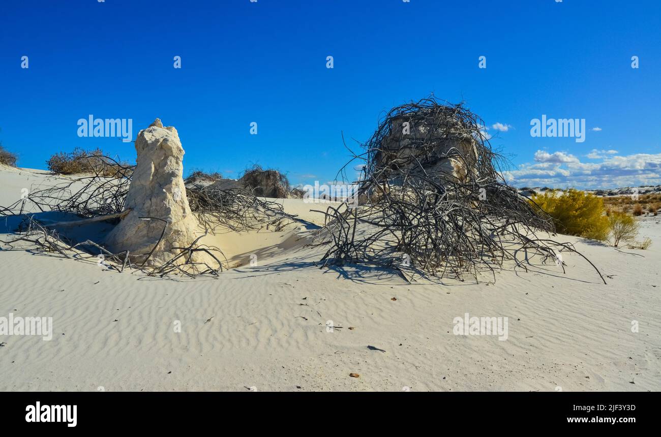 Desert landscape of gypsum dunes, plant roots pinned sand at White ...