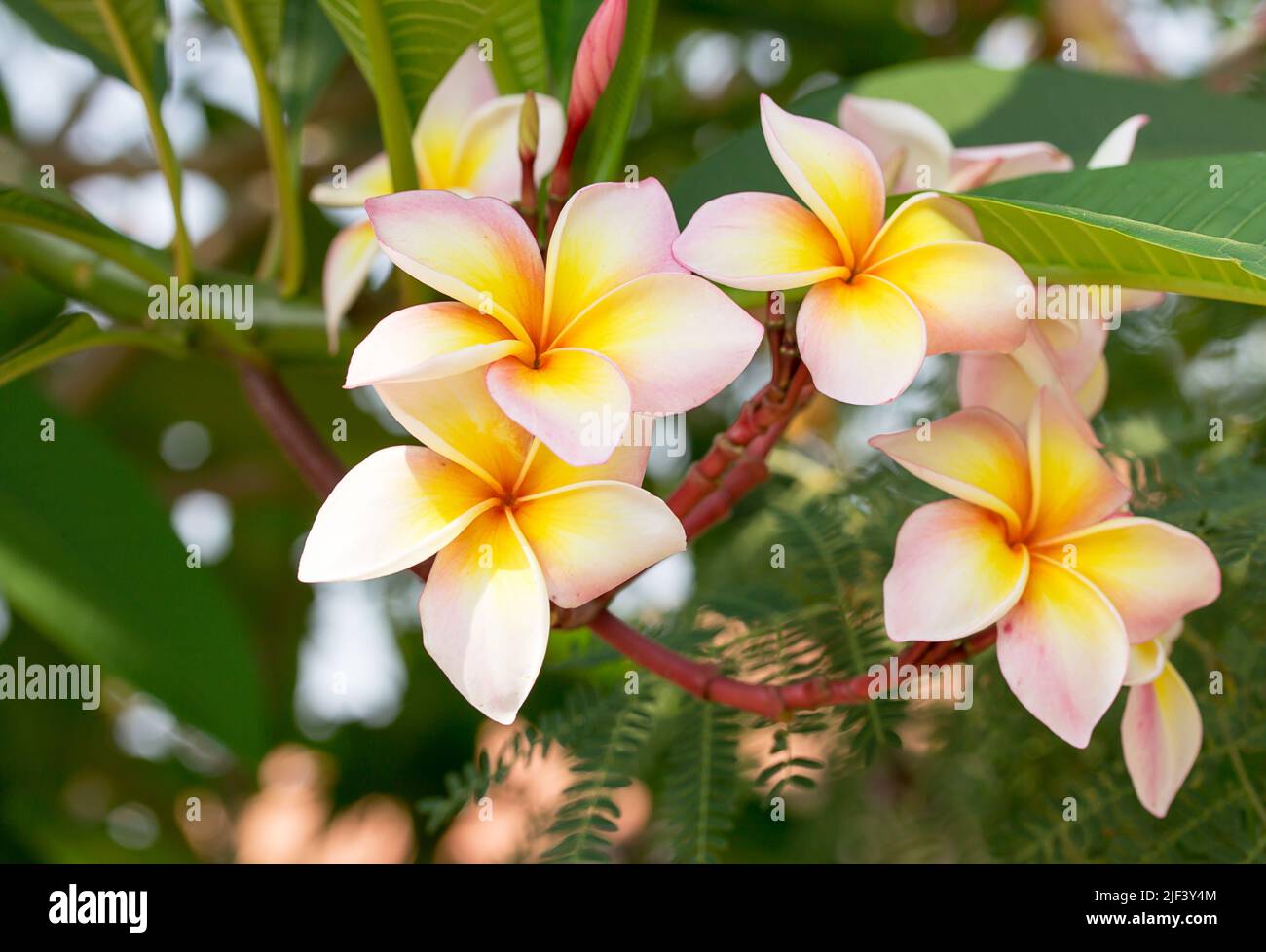 Group of Tropical flowers frangipani (Frangipani, Plumeria) on a sunny ...