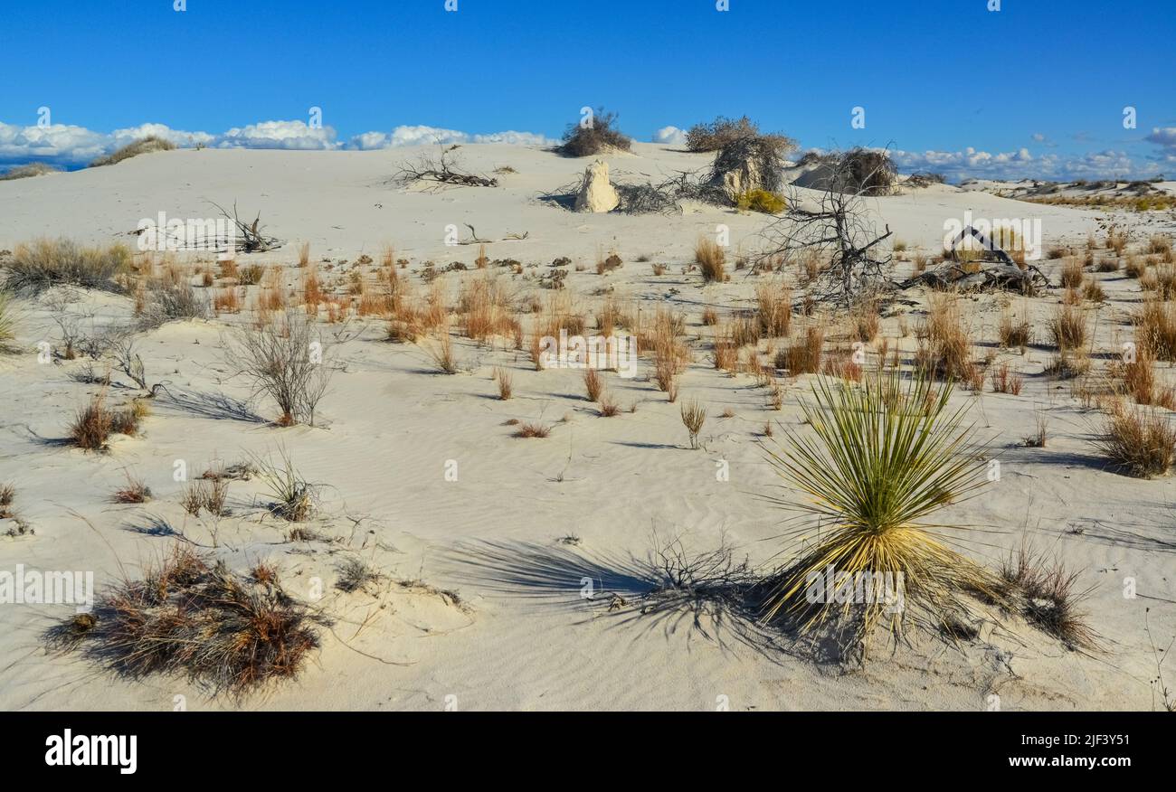 Drought-resistant desert plants and Yucca plants growing in White Sands ...