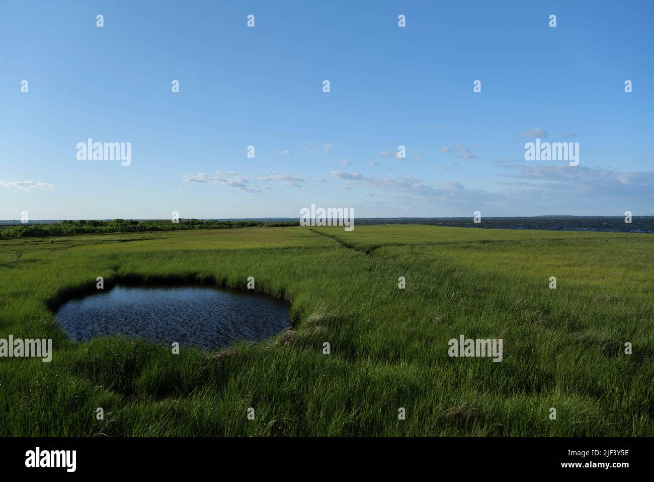 Beautiful Marsh Grass Growing on a Fire Island New York, Spectacular ...