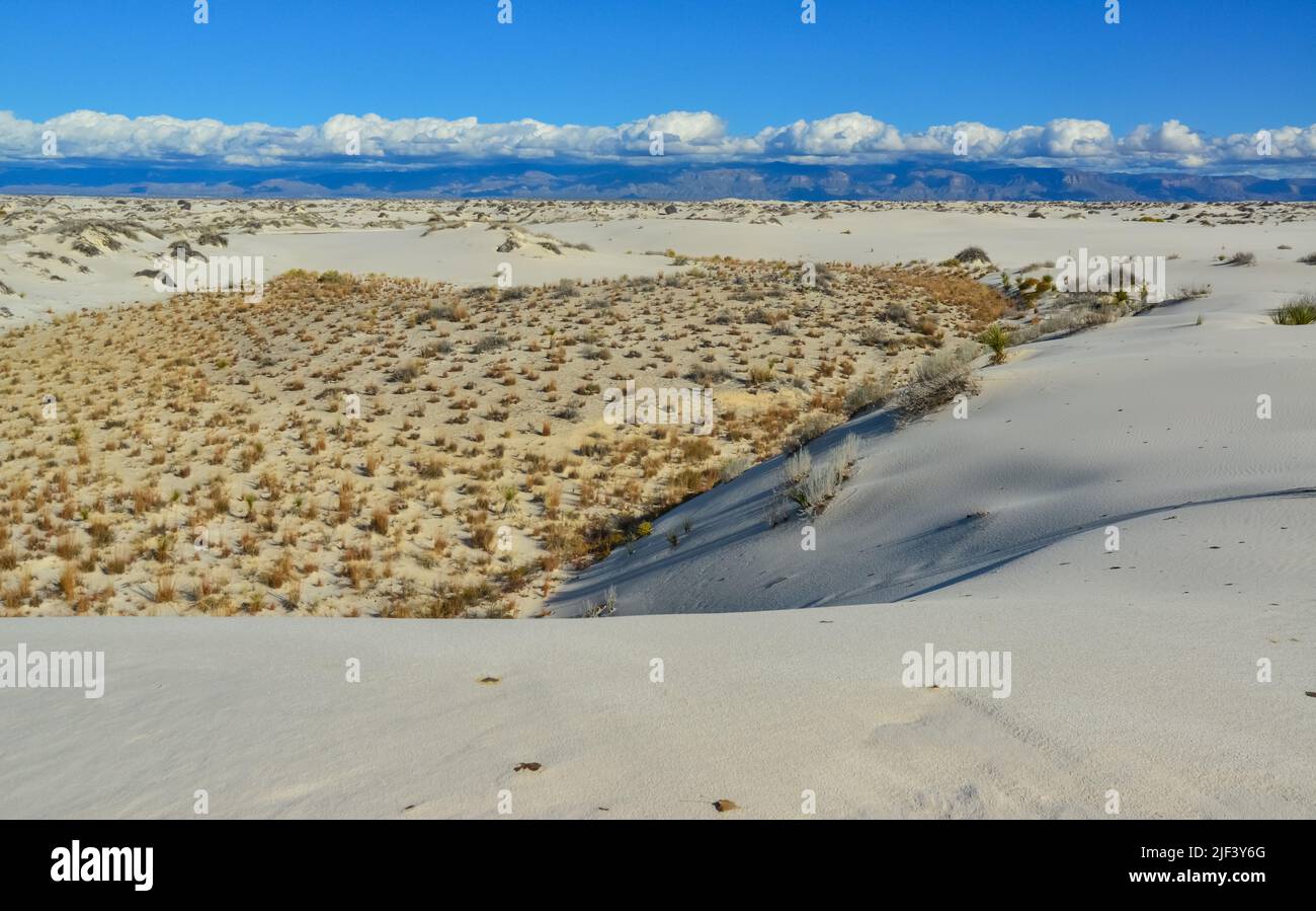 Drought-resistant desert plants and Yucca plants growing in White Sands ...