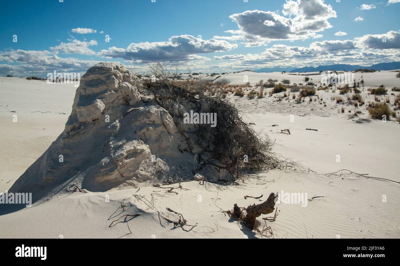Desert landscape of gypsum dunes, plant roots pinned sand at White ...