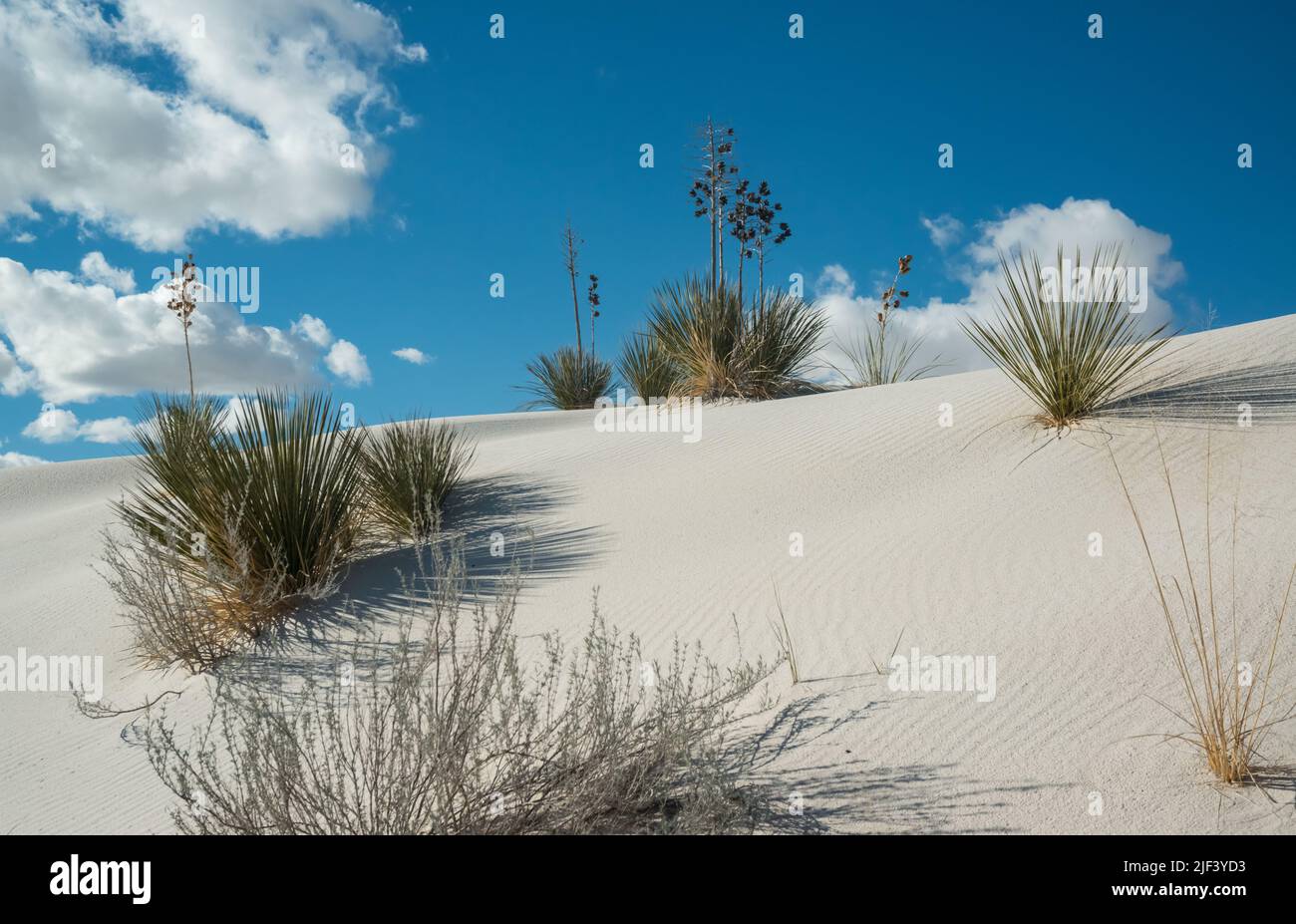 Drought-resistant desert plants and Yucca plants growing in White Sands ...
