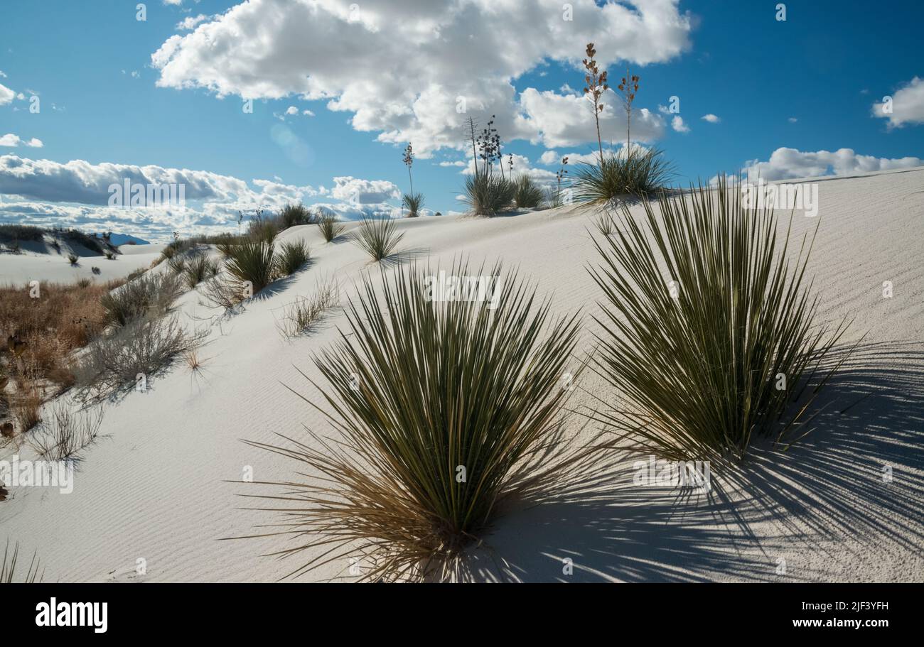 Yucca plants growing in White Sands National Monument, New Mexico, USA ...
