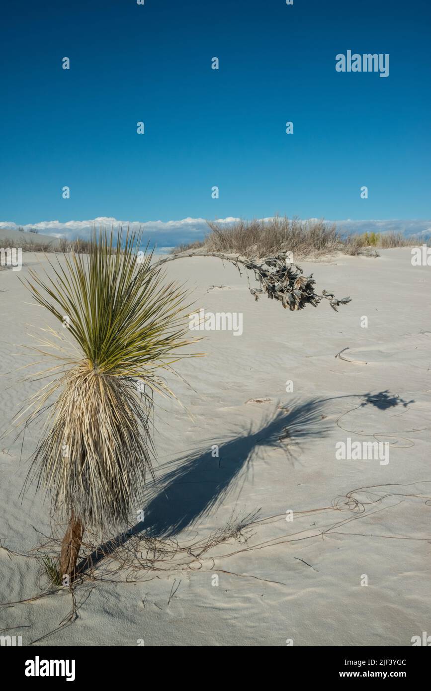 Yucca plants growing in White Sands National Monument, New Mexico, USA ...