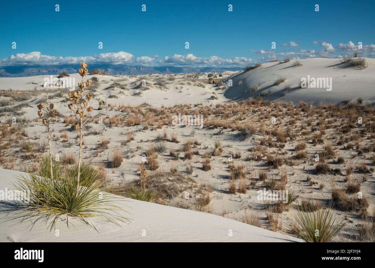 Drought-resistant desert plants and Yucca plants growing in White Sands ...