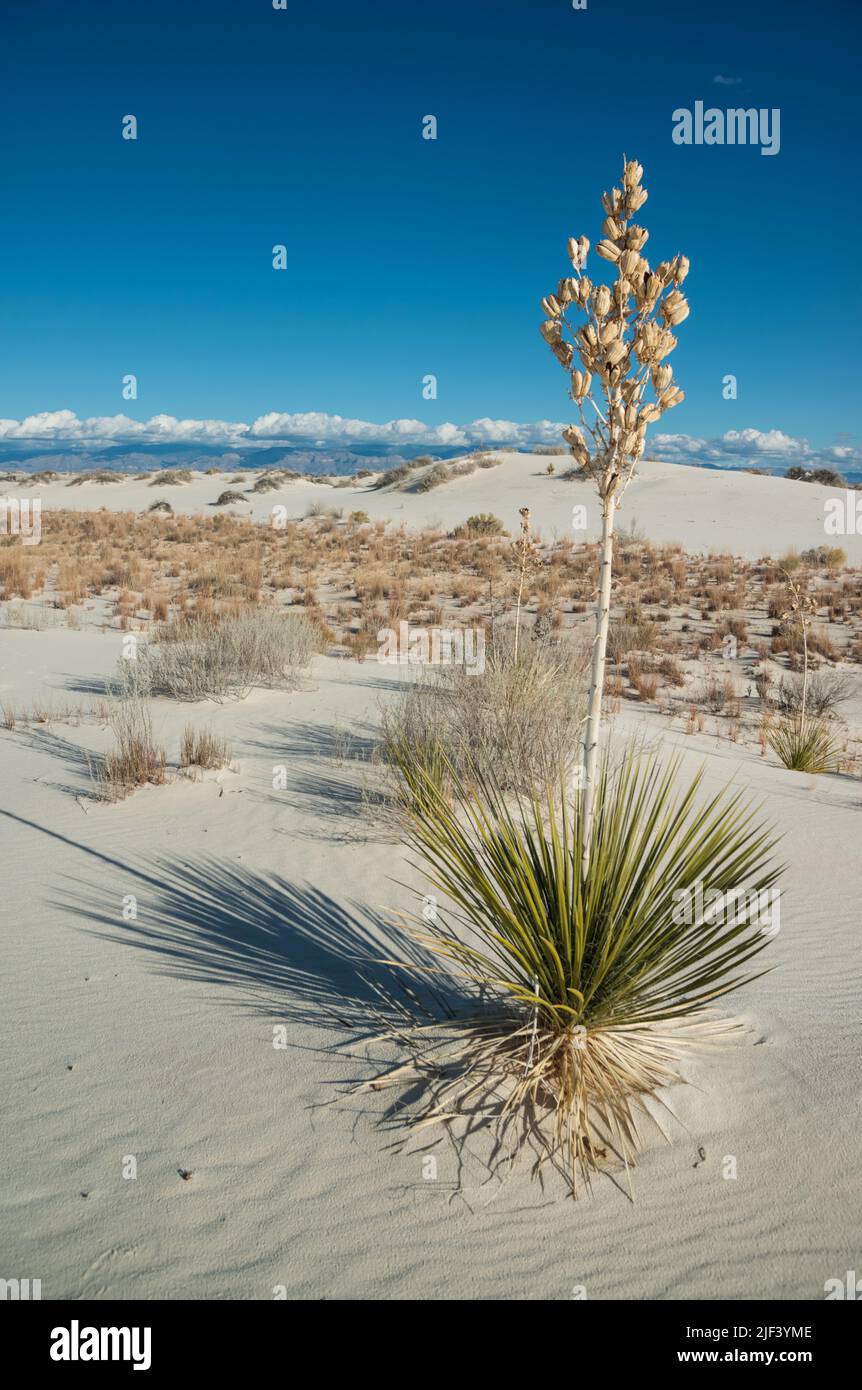 Yucca plants growing in White Sands National Monument, New Mexico, USA ...