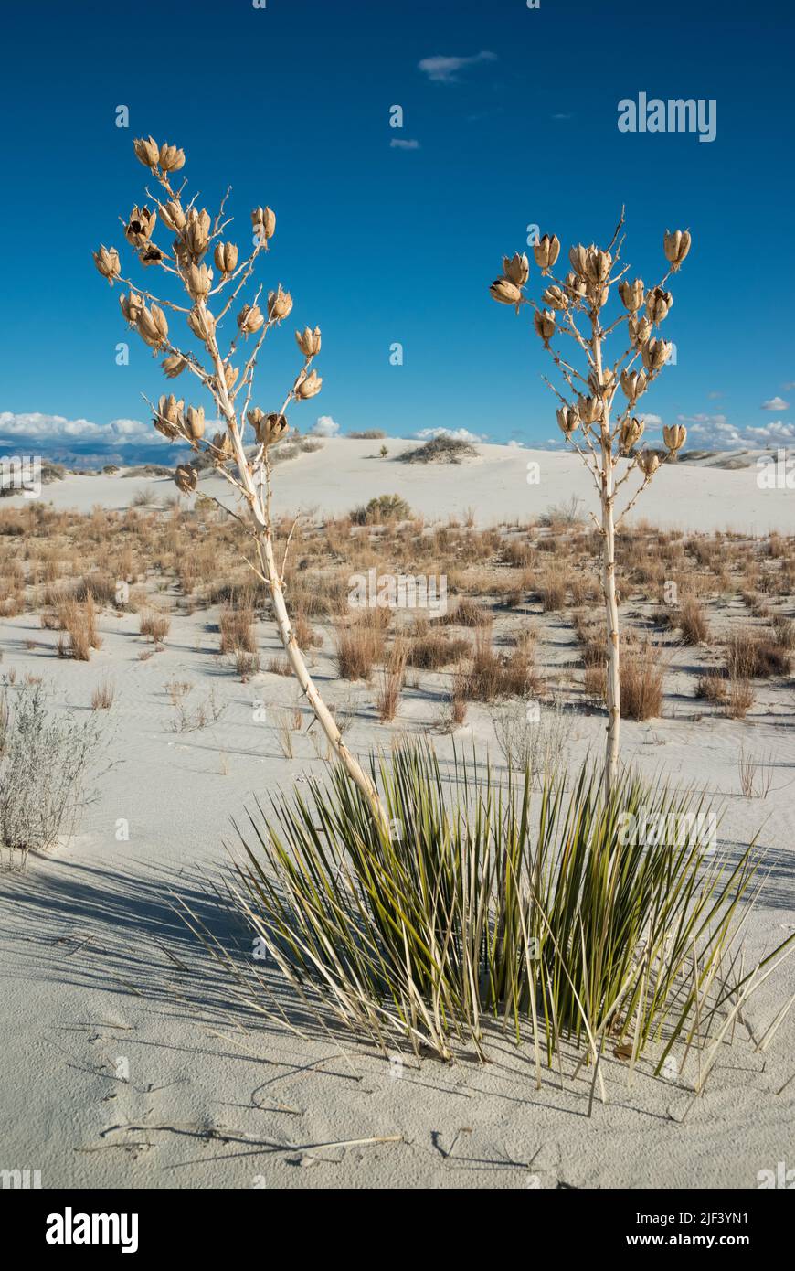 Yucca plants growing in White Sands National Monument, New Mexico, USA ...