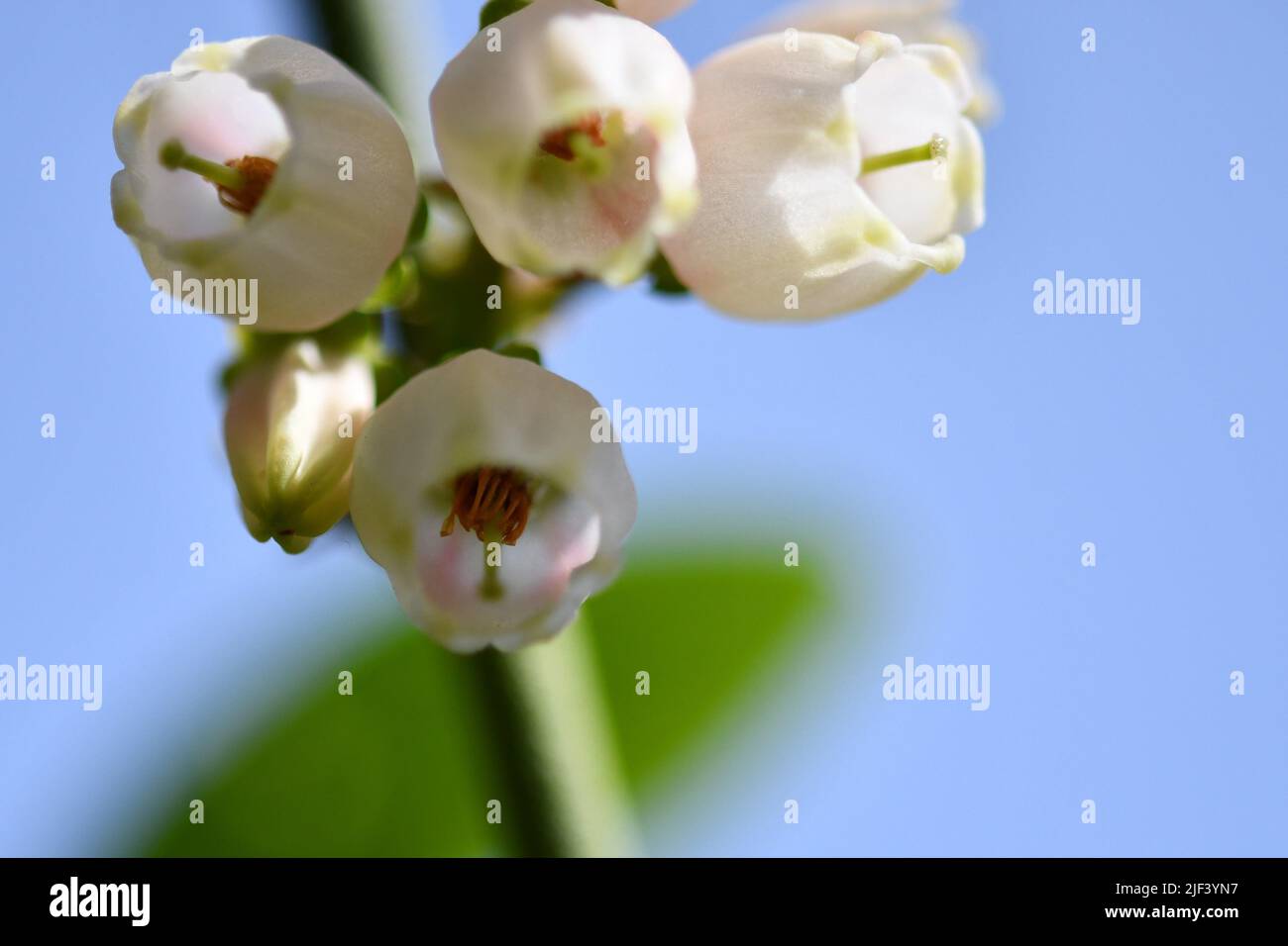 Spring blueberry plants with buds hi-res stock photography and images ...