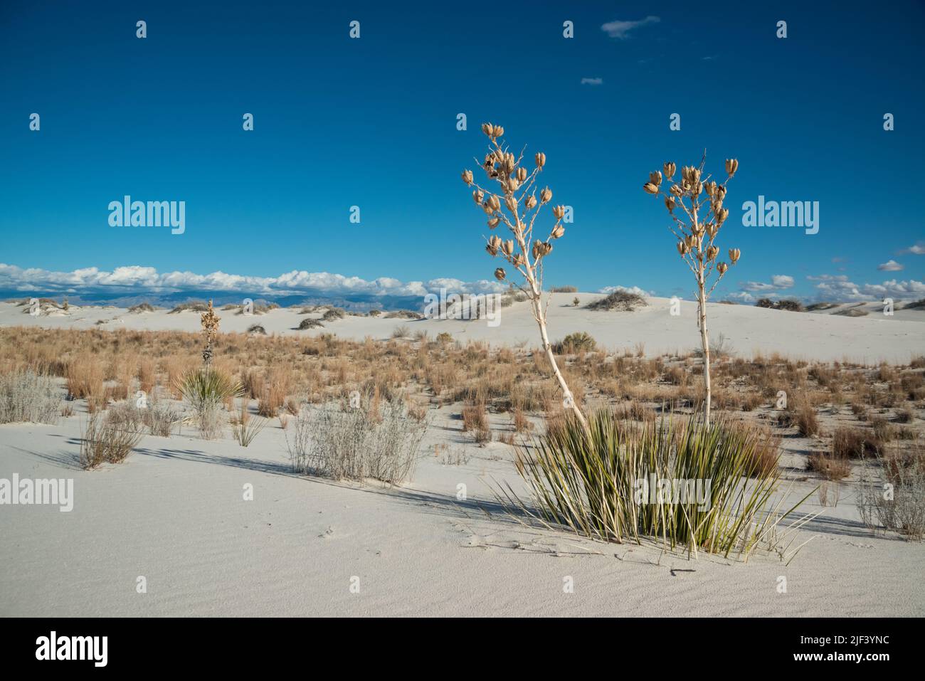 Yucca plants growing in White Sands National Monument, New Mexico, USA ...