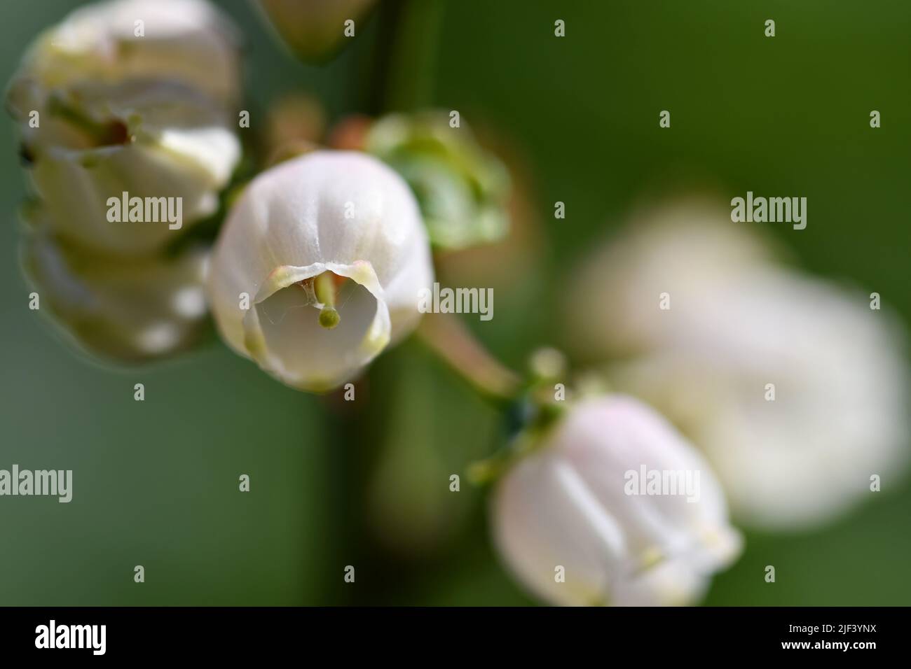 Spring blueberry plants with buds hi-res stock photography and images ...