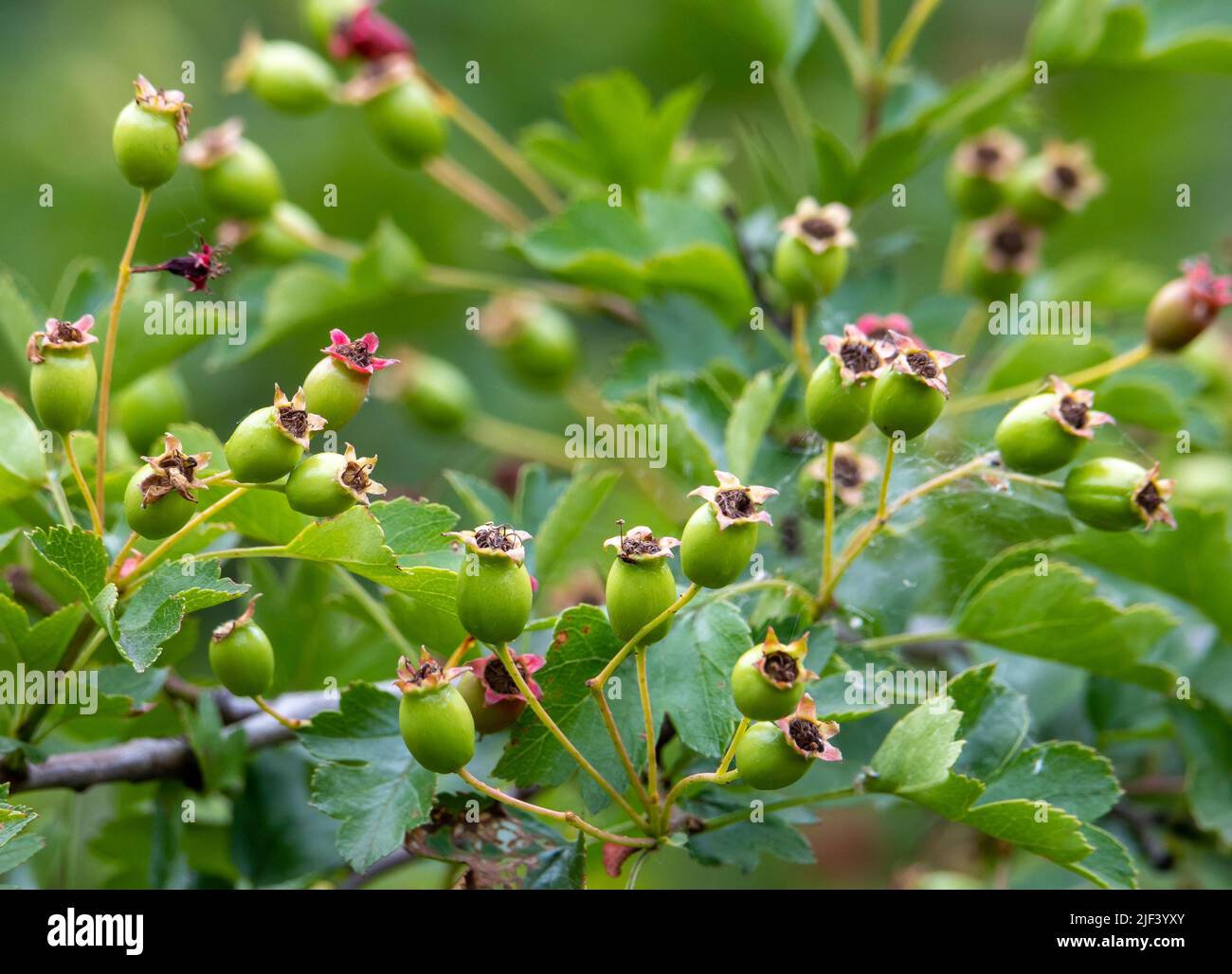 A close-up with green Crataegus monogyna fruits on the branch, raw ...