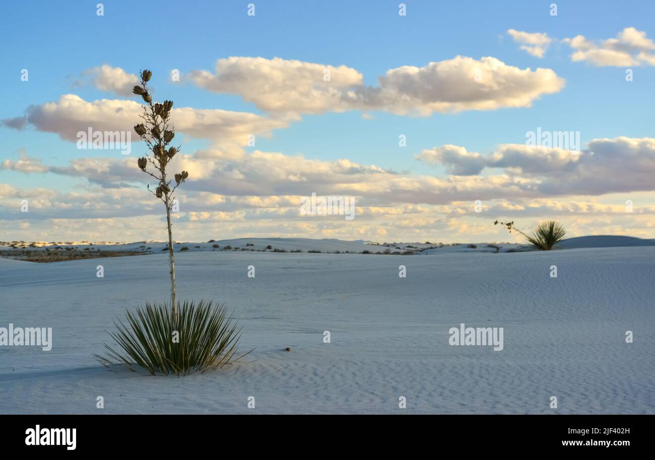 Drought-resistant desert plants and Yucca plants growing in White Sands ...