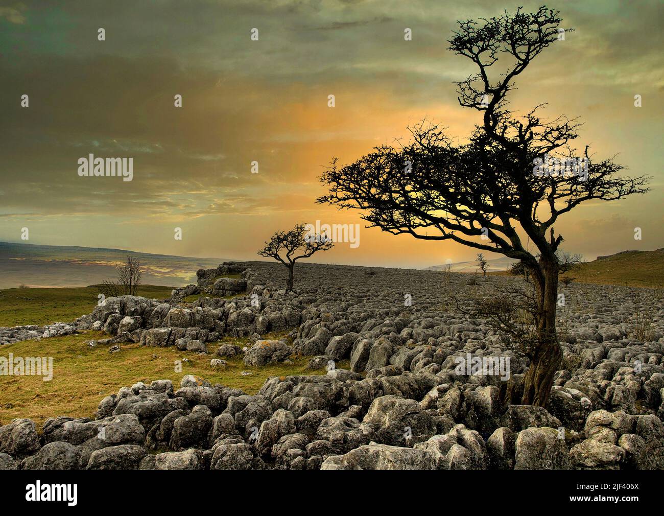 Leafless trees standing along a limestone pavement in the Yorkshire ...