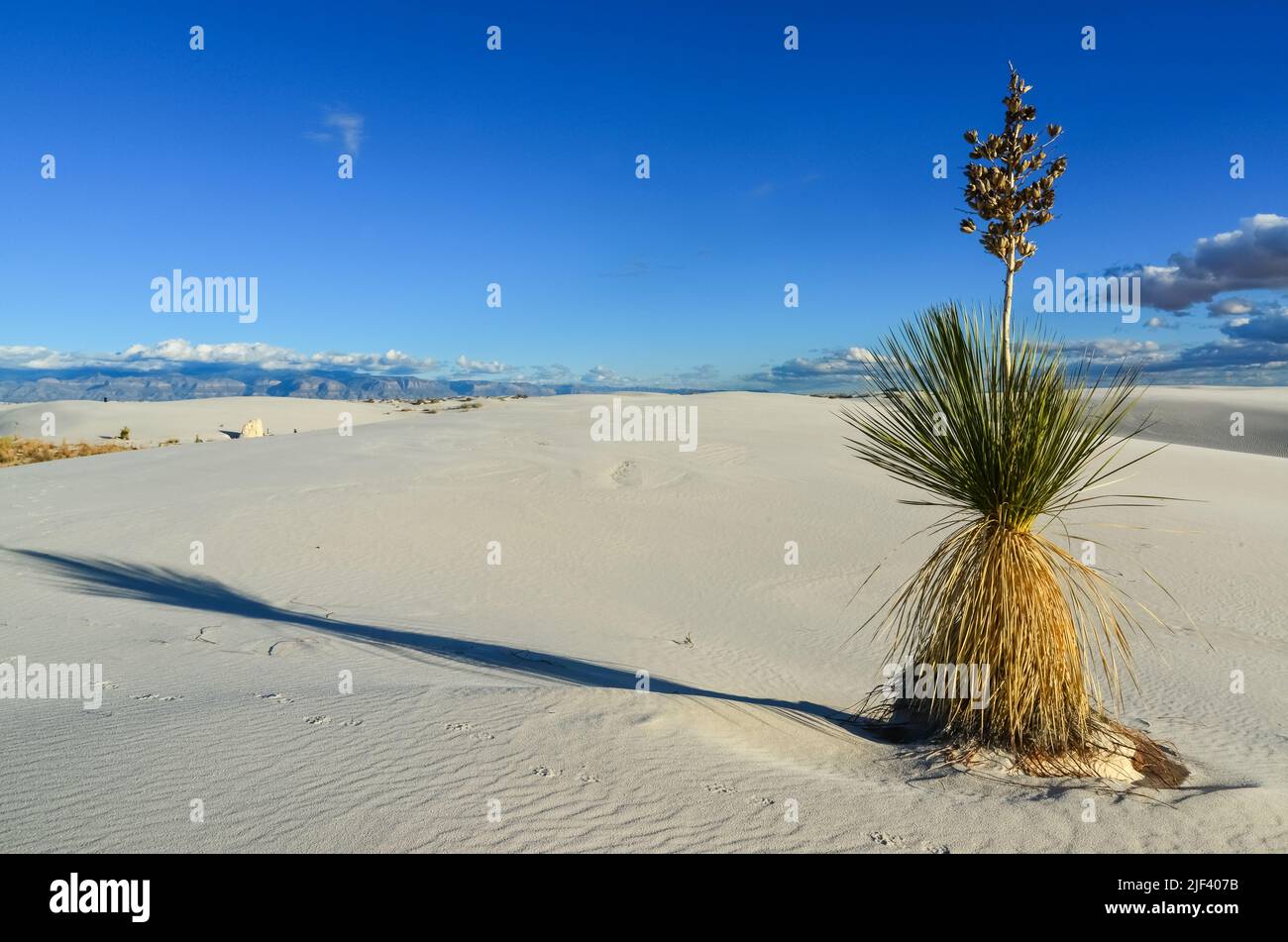 Yucca plants growing in White Sands National Monument, New Mexico, USA ...
