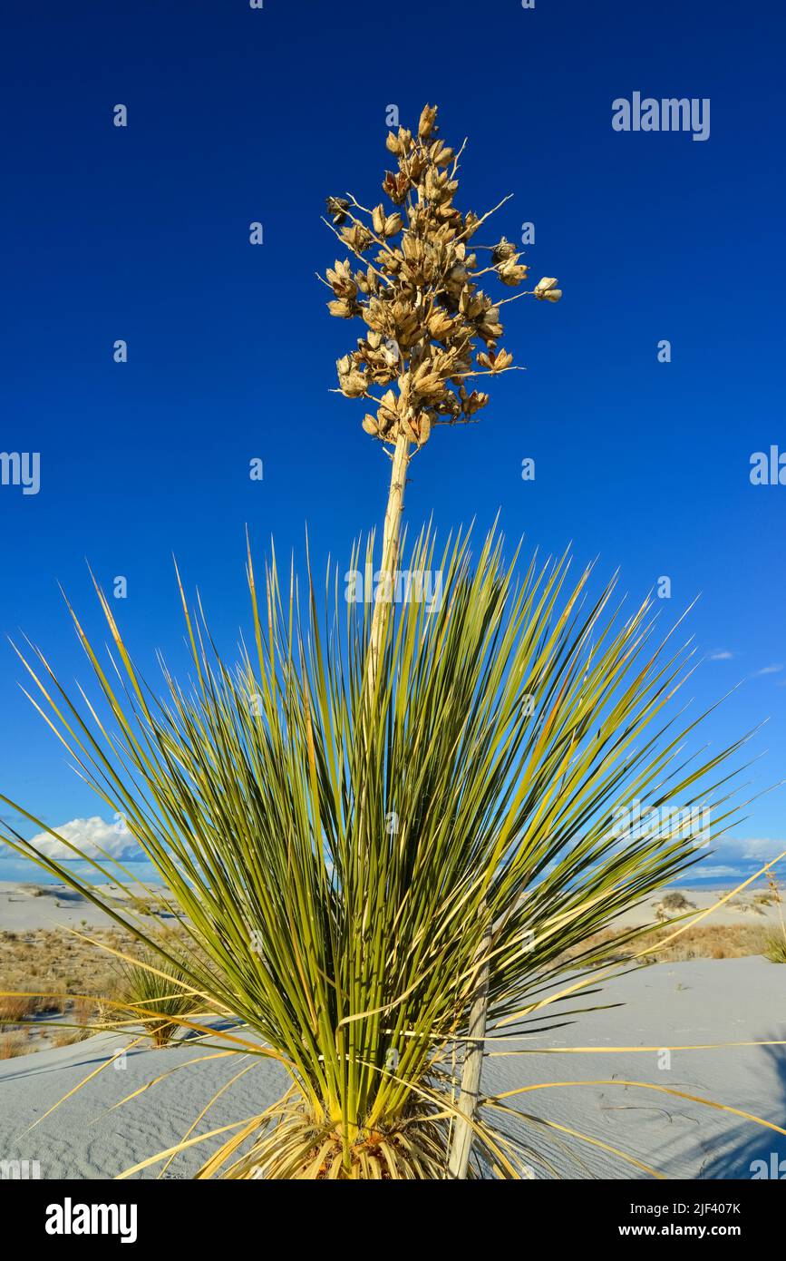 Yucca plants growing in White Sands National Monument, New Mexico, USA ...