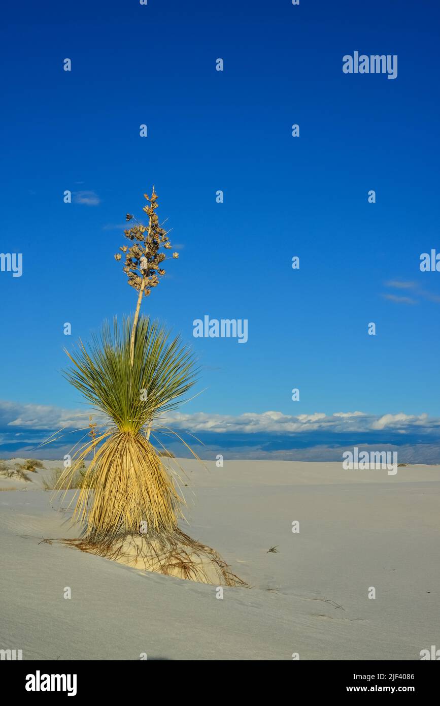 Yucca plants growing in White Sands National Monument, New Mexico, USA ...