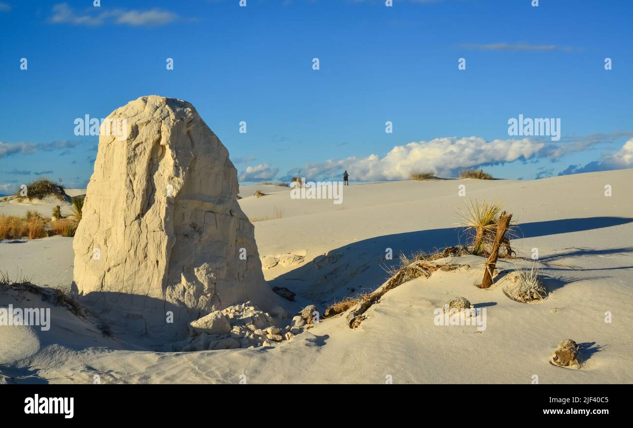 Desert landscape of gypsum dunes, plant roots pinned sand at White ...