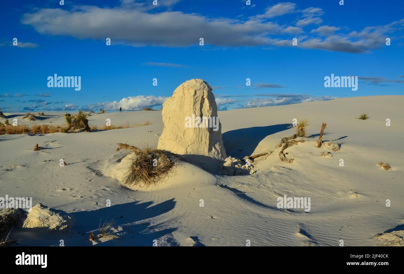 Desert landscape of gypsum dunes, plant roots pinned sand at White ...