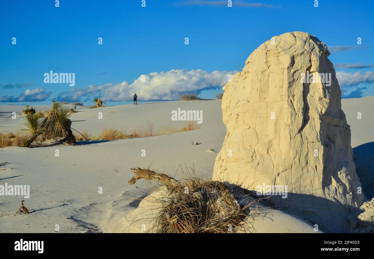 Desert landscape of gypsum dunes, plant roots pinned sand at White ...
