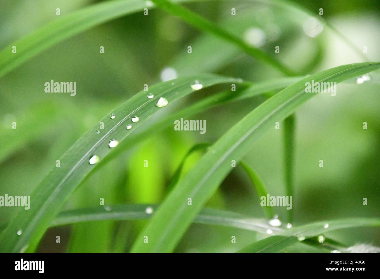 Water droplets on greenery hi-res stock photography and images - Alamy