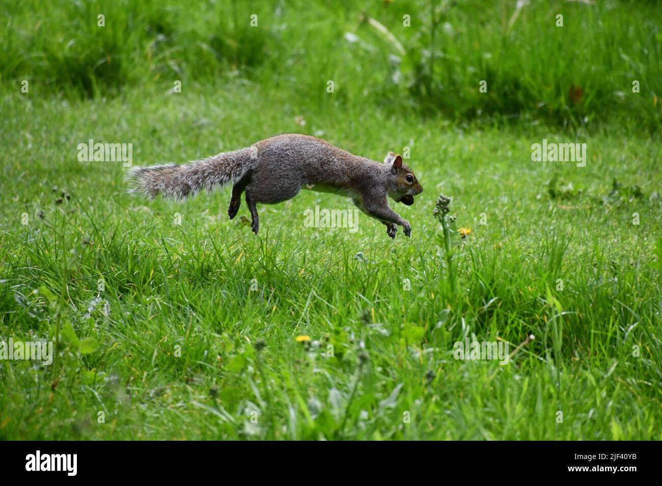 Grey squirrel park ireland hi-res stock photography and images - Alamy