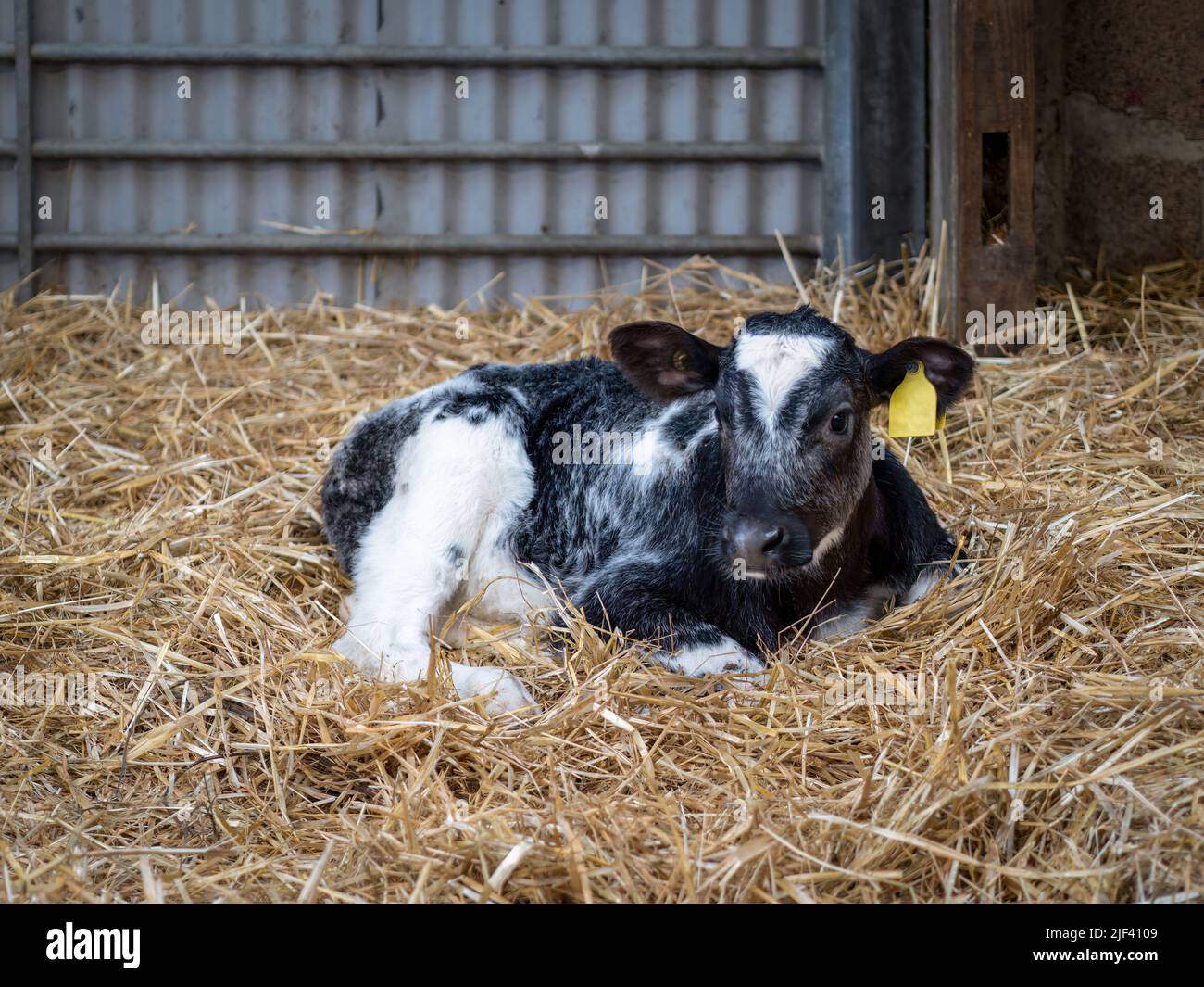Young black and white Friesian calf in barn Stock Photo - Alamy