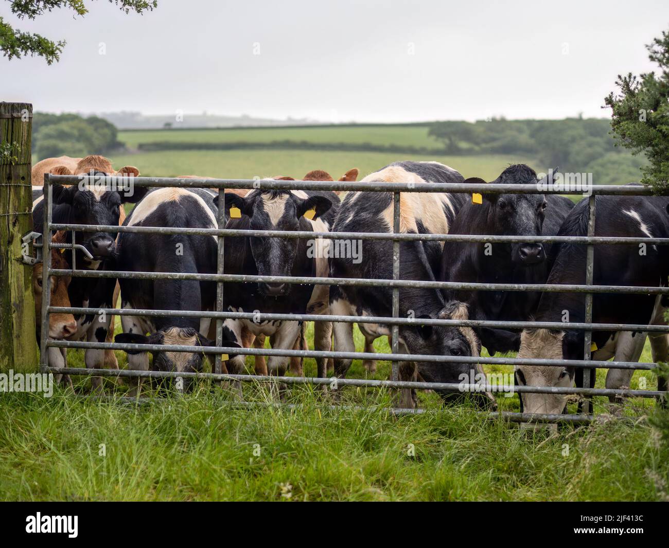 Young cows, cattle by metal farm gate. No flies Stock Photo - Alamy