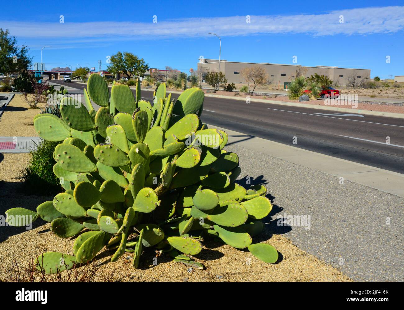Opuntia sp. cactus and Agava sp. in landscape design near a road in a ...