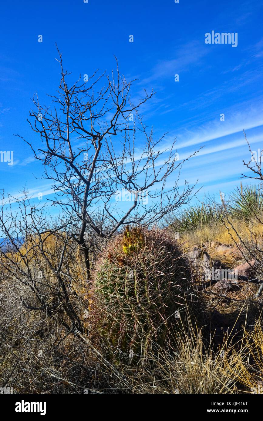 Chihuahua desert mexico landscape hi-res stock photography and images ...